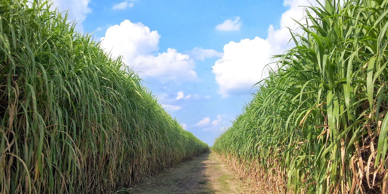 Super napier grass seeds for sale at Rs.1 per stem(50% offer)in India ...