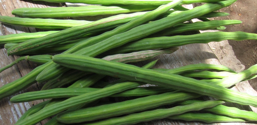 Murunga seeds or Moringa Oleifera or drumstick seeds